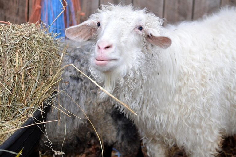 Pygora Goat - Breed Profile - Goat Journal